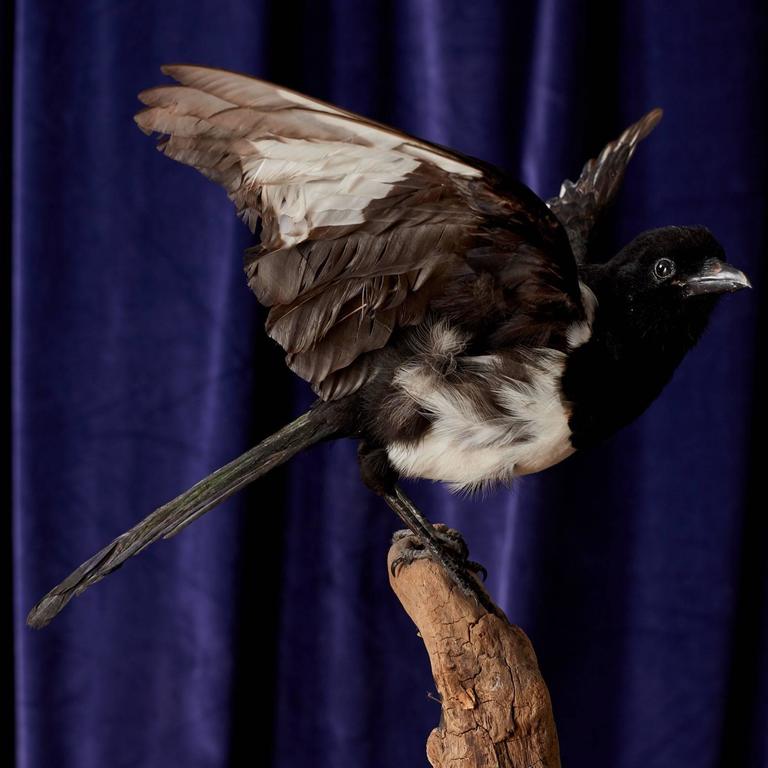Stuffed Magpie at 1stDibs