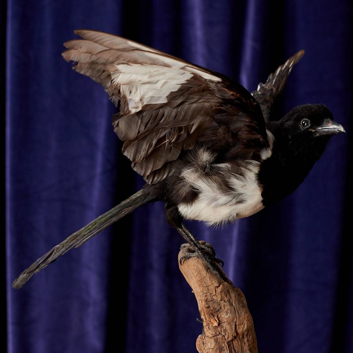 Stuffed Magpie For Sale at 1stdibs