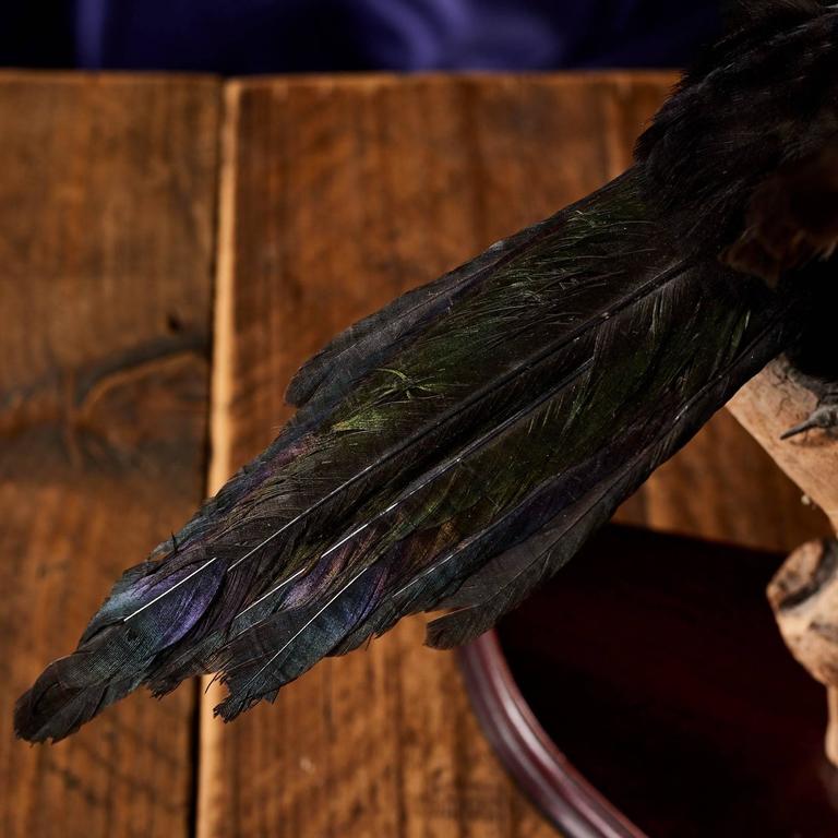 Stuffed Magpie at 1stDibs