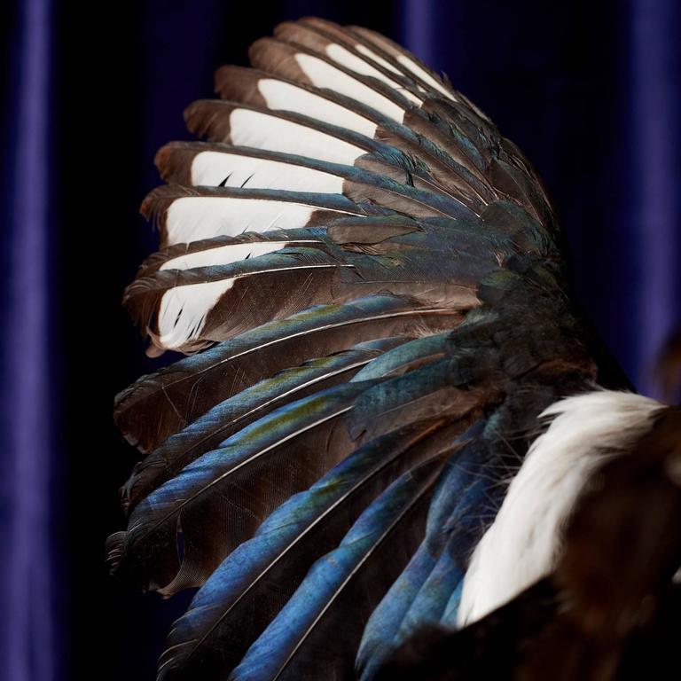 Stuffed Magpie at 1stDibs
