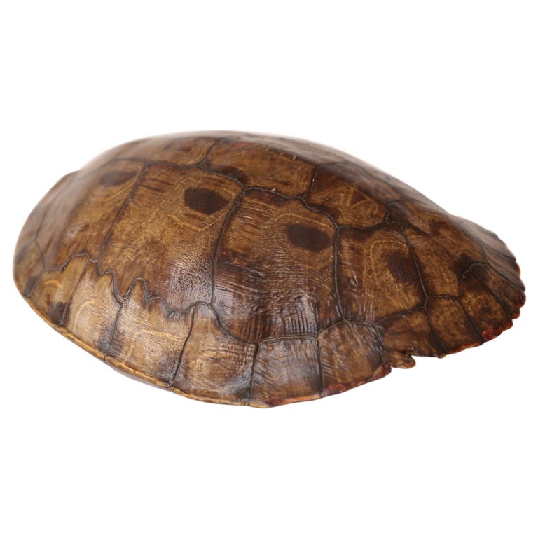 Large Tortoise Shell at 1stDibs