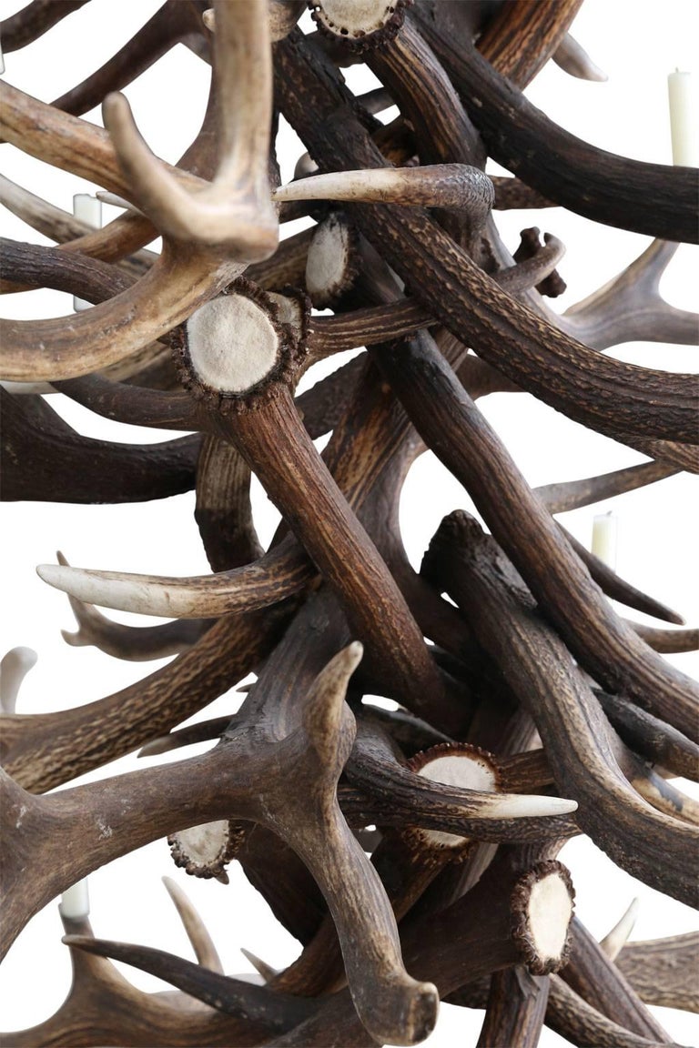 Red Stag Antler Tree at 1stDibs