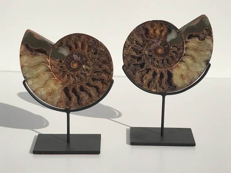 Set of Four Fossil Ammonites on Stands at 1stDibs