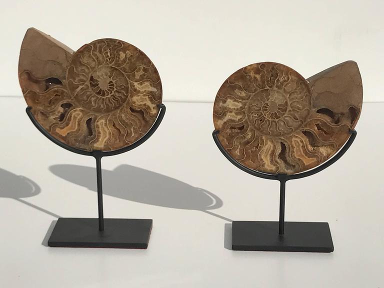 Set of Four Fossil Ammonites on Stands at 1stDibs