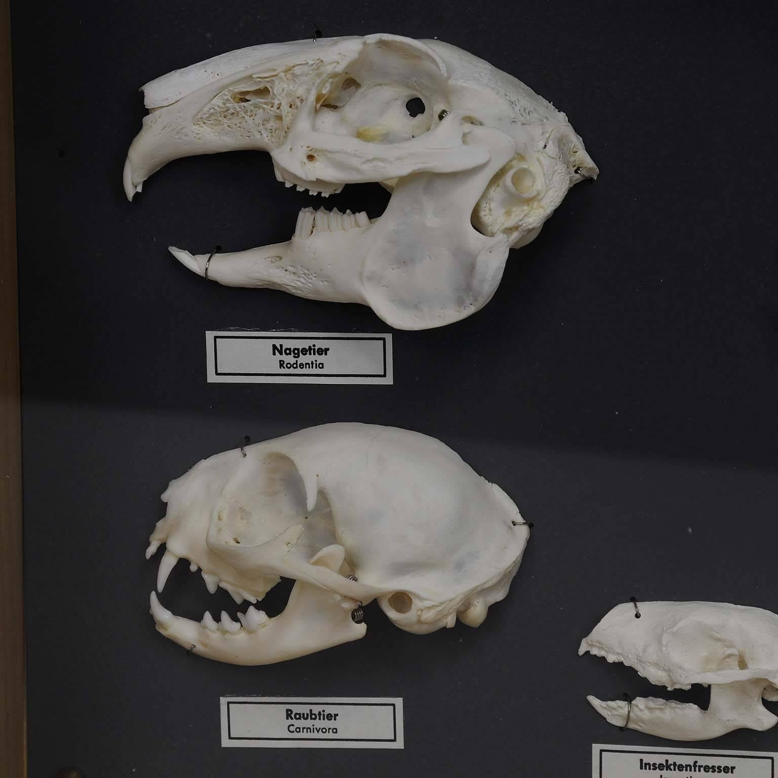 Teaching Showcase Different Sets of Animal Teeth at 1stDibs