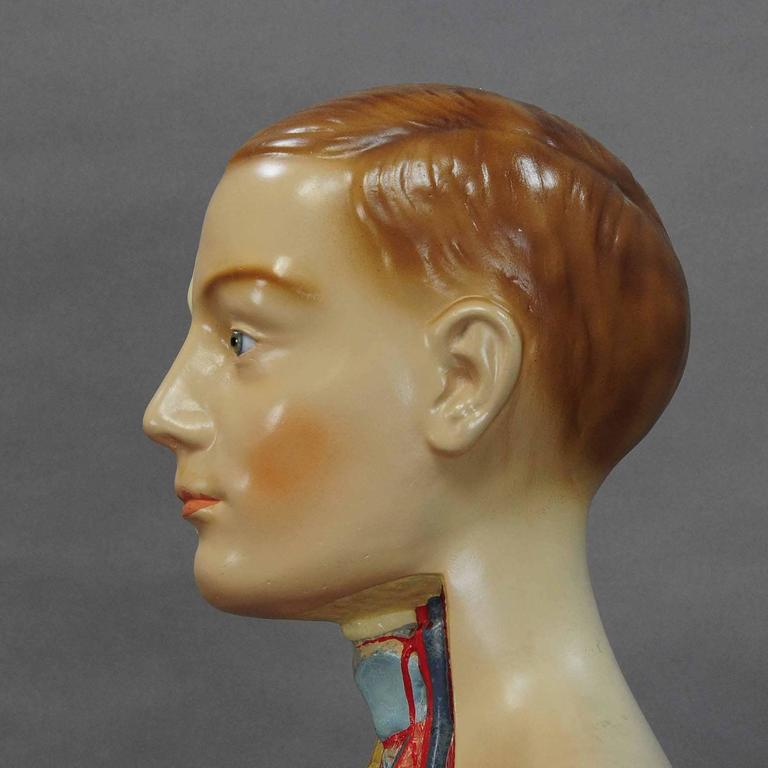 Vintage 3D Anatomical Torso by Somso, circa 1960 at 1stDibs