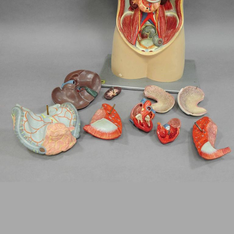 Vintage 3D Anatomical Torso by Somso, circa 1960 at 1stDibs