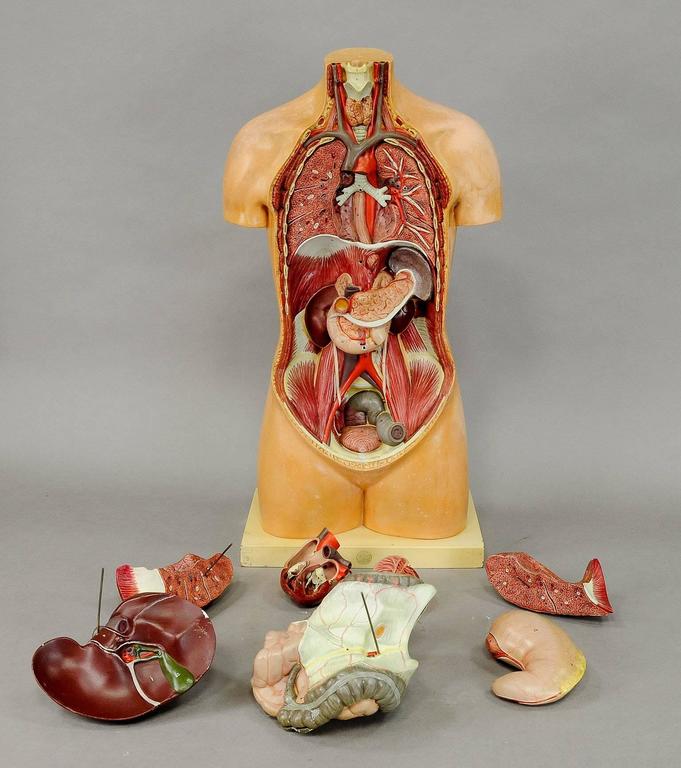 Antique 3D Anatomical Torso by SOMSO, circa 1930 at 1stDibs