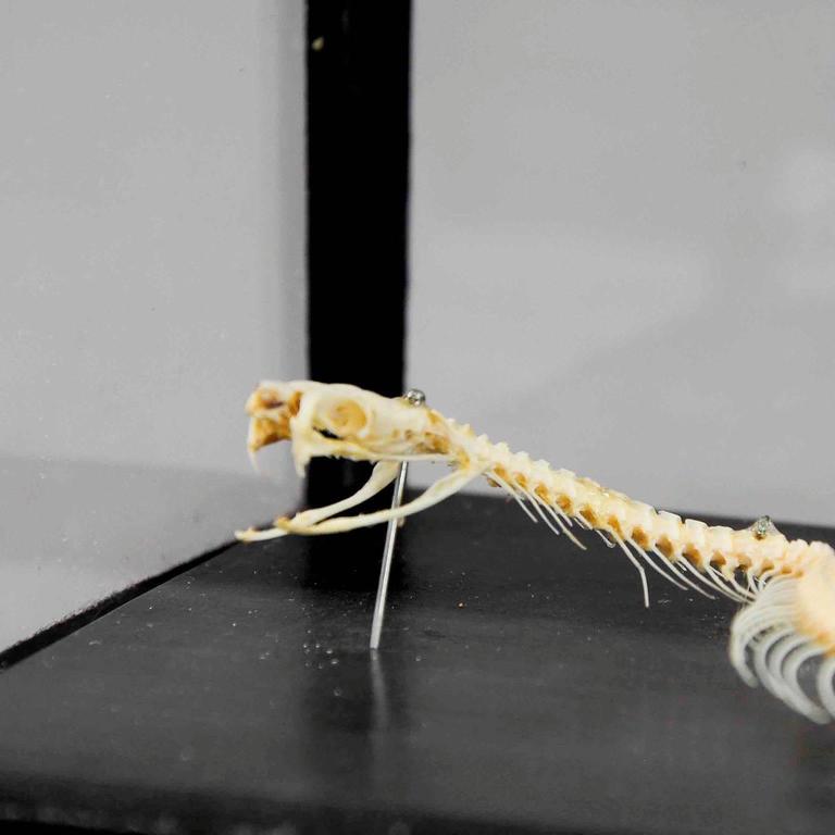 Antique Specimen with Adder Skeleton at 1stDibs
