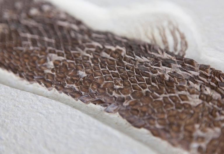 Rare Fossil Garfish, United States. Preserved Scales. 55 Million Years ...