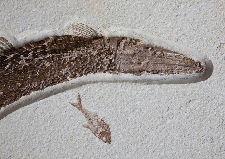 Rare Fossil Garfish, United States. Preserved Scales. 55 Million Years ...