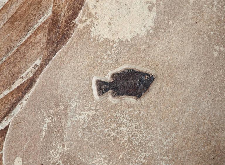 Fossil Fish and Palm wall plate For Sale at 1stDibs