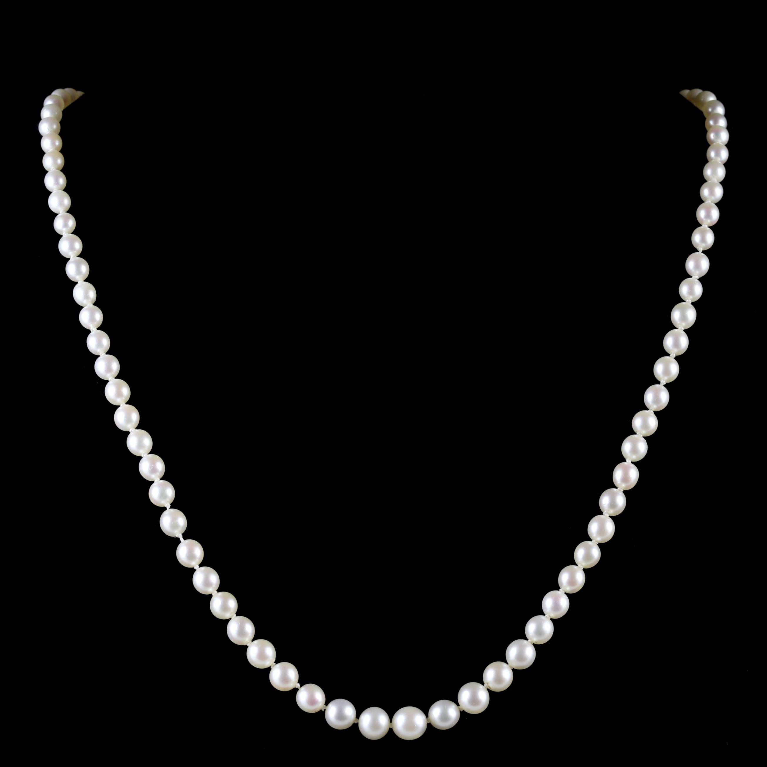 Antique Victorian Pearl Boxed Necklace, circa 1900 at 1stDibs | antique ...