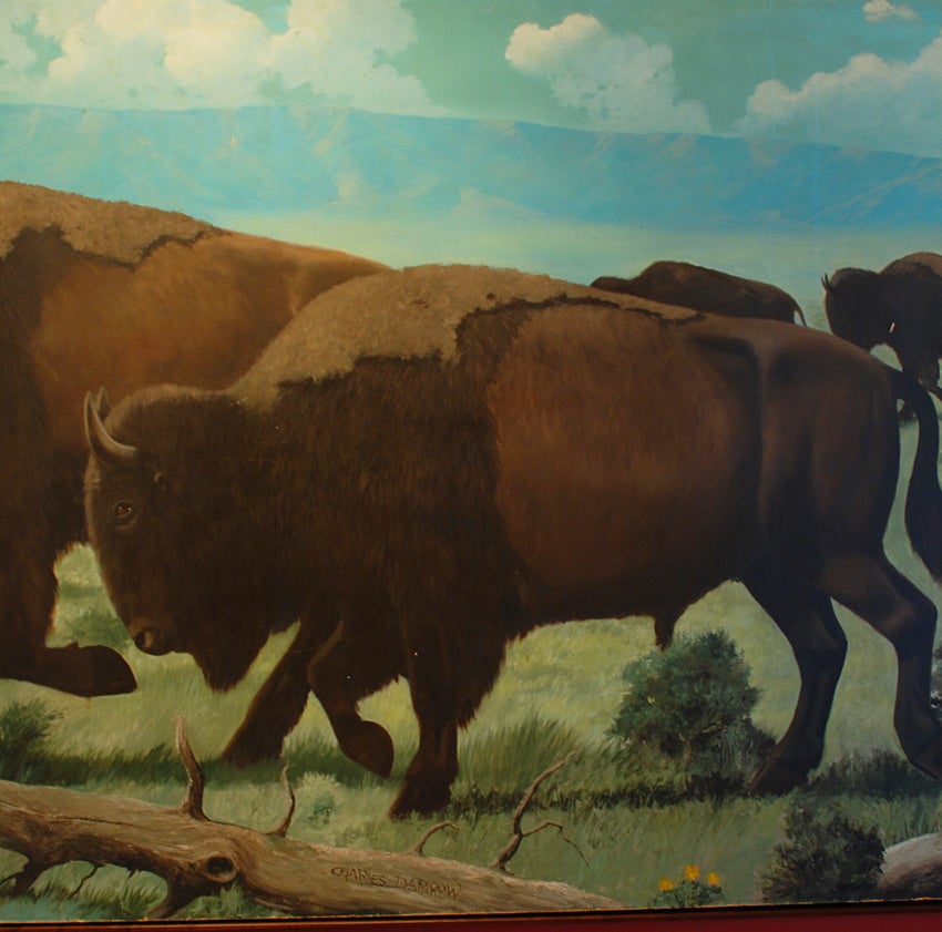 Rare Charles Damrow Oil Painting - Buffalo at 1stDibs