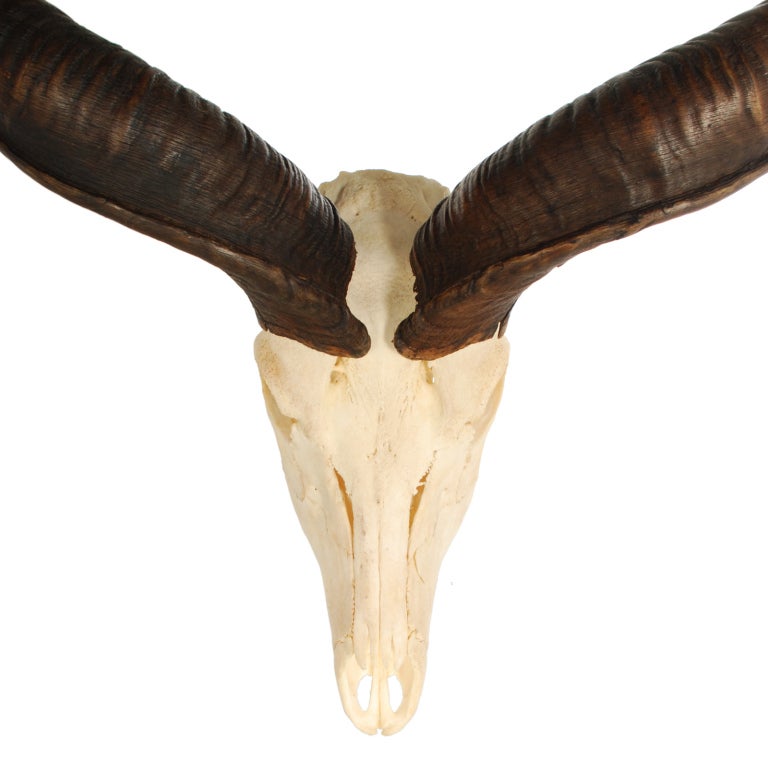 Trophy Size Kudu Skull with Horns at 1stDibs