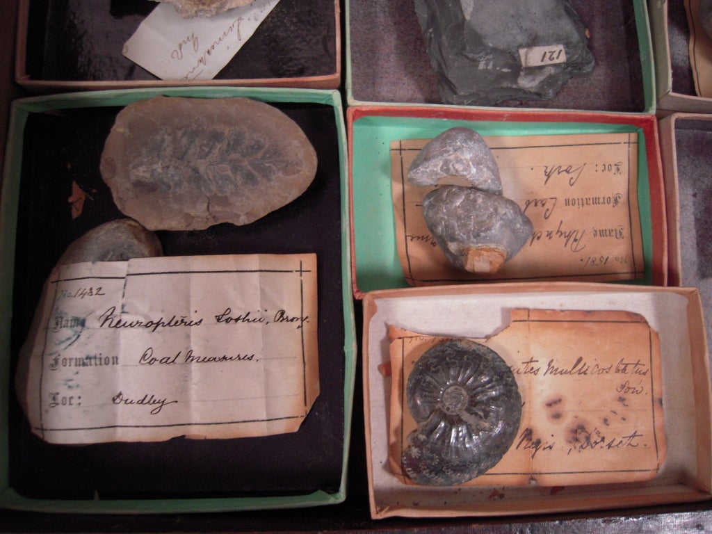 19th C Collector's Rock and Fossil Specimen Collection at 1stDibs