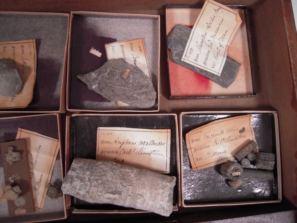 19th C Collector's Rock and Fossil Specimen Collection at 1stDibs
