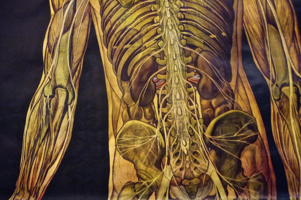 Pair of Human Body Life Sized Anatomy Chart/Print at 1stDibs