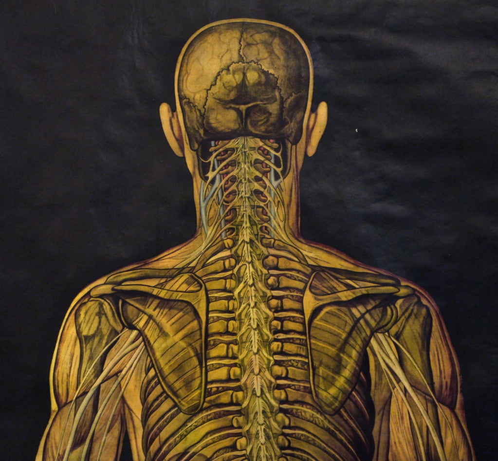 Pair of Human Body Life Sized Anatomy Chart/Print at 1stDibs