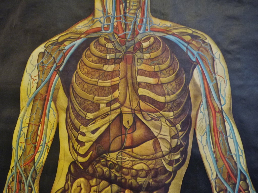 Pair of Human Body Life Sized Anatomy Chart/Print at 1stDibs