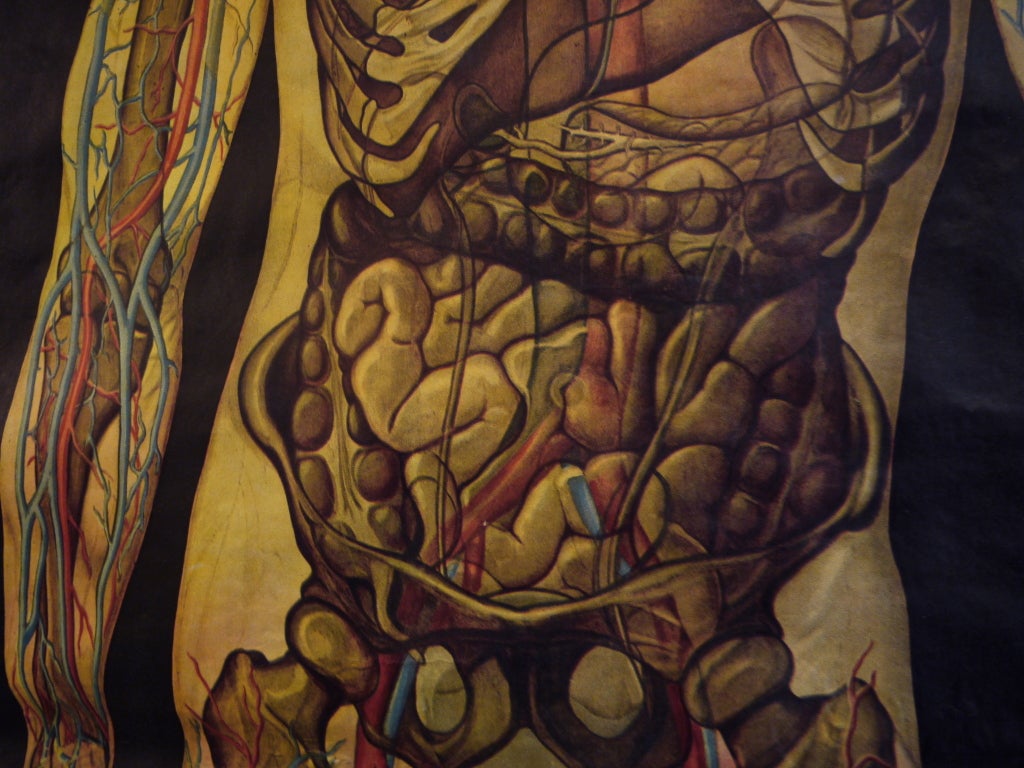 Pair of Human Body Life Sized Anatomy Chart/Print at 1stDibs