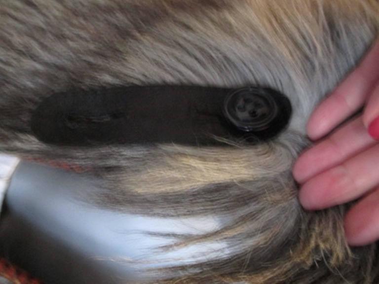 rare sleeveless Yak fur vest at 1stDibs | yak fur coat, yak fur jacket