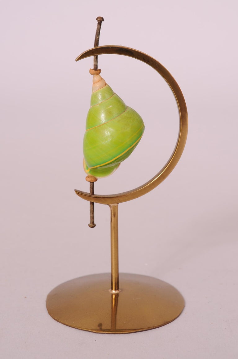 Marguerite Stix Designed Brass Sea Shell Display Stands and Shells ...