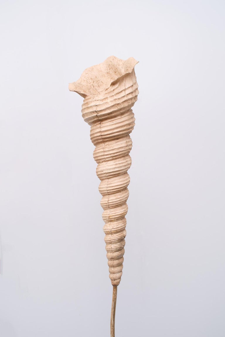 Ariell Seashell Floor Lamp, 1980s For Sale at 1stDibs