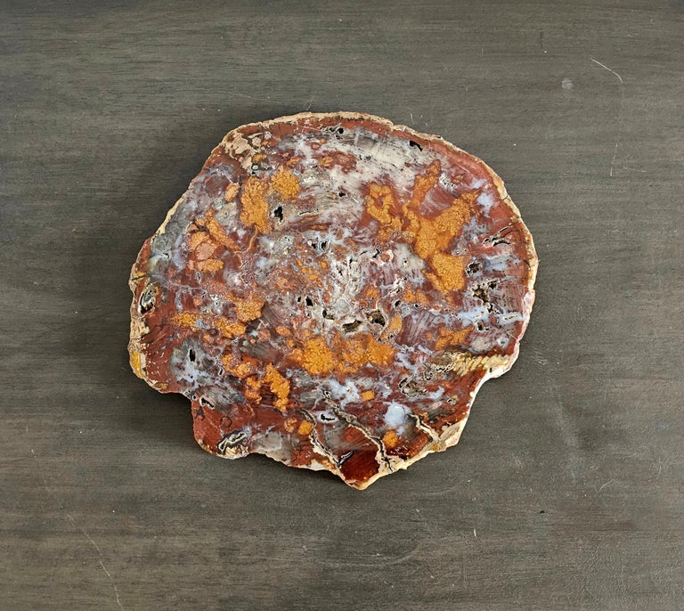 Arizona Triassic Petrified Wood Conifer Araucaria Slab Specimen For ...