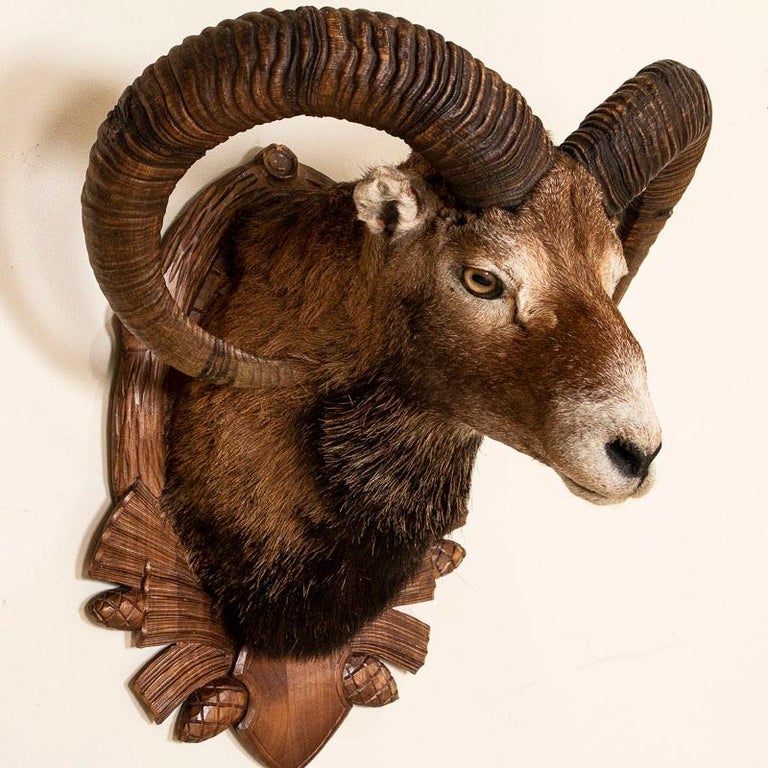 Armenian Mouflon Sheep Trophy Mount at 1stDibs