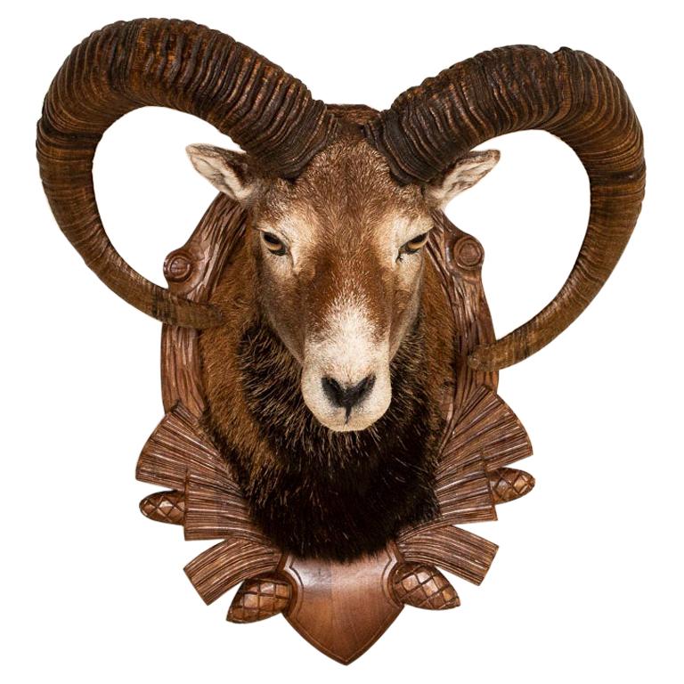 Armenian Mouflon Sheep Trophy Mount at 1stDibs
