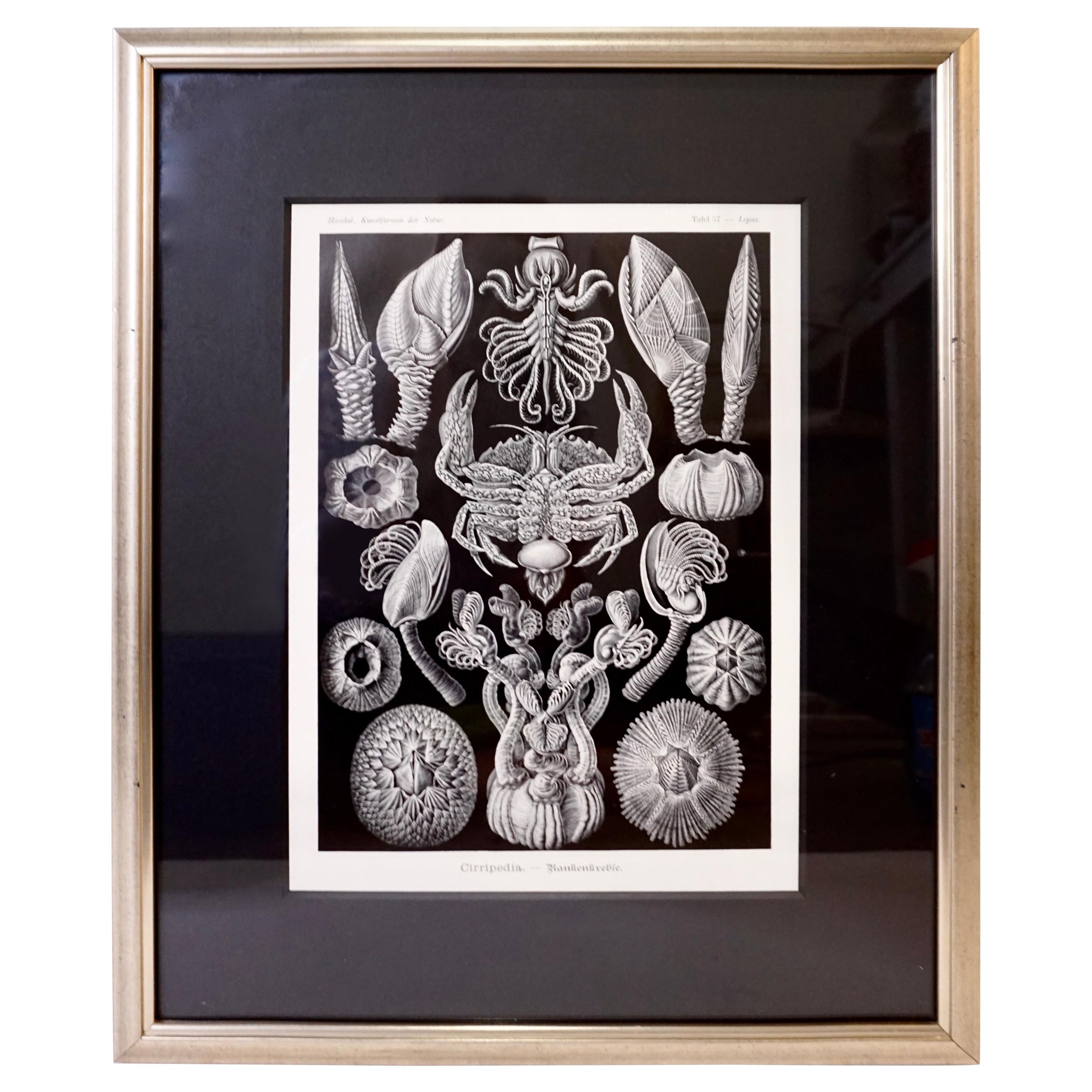 Set of Engravings by Ernst Haeckel For Sale at 1stDibs