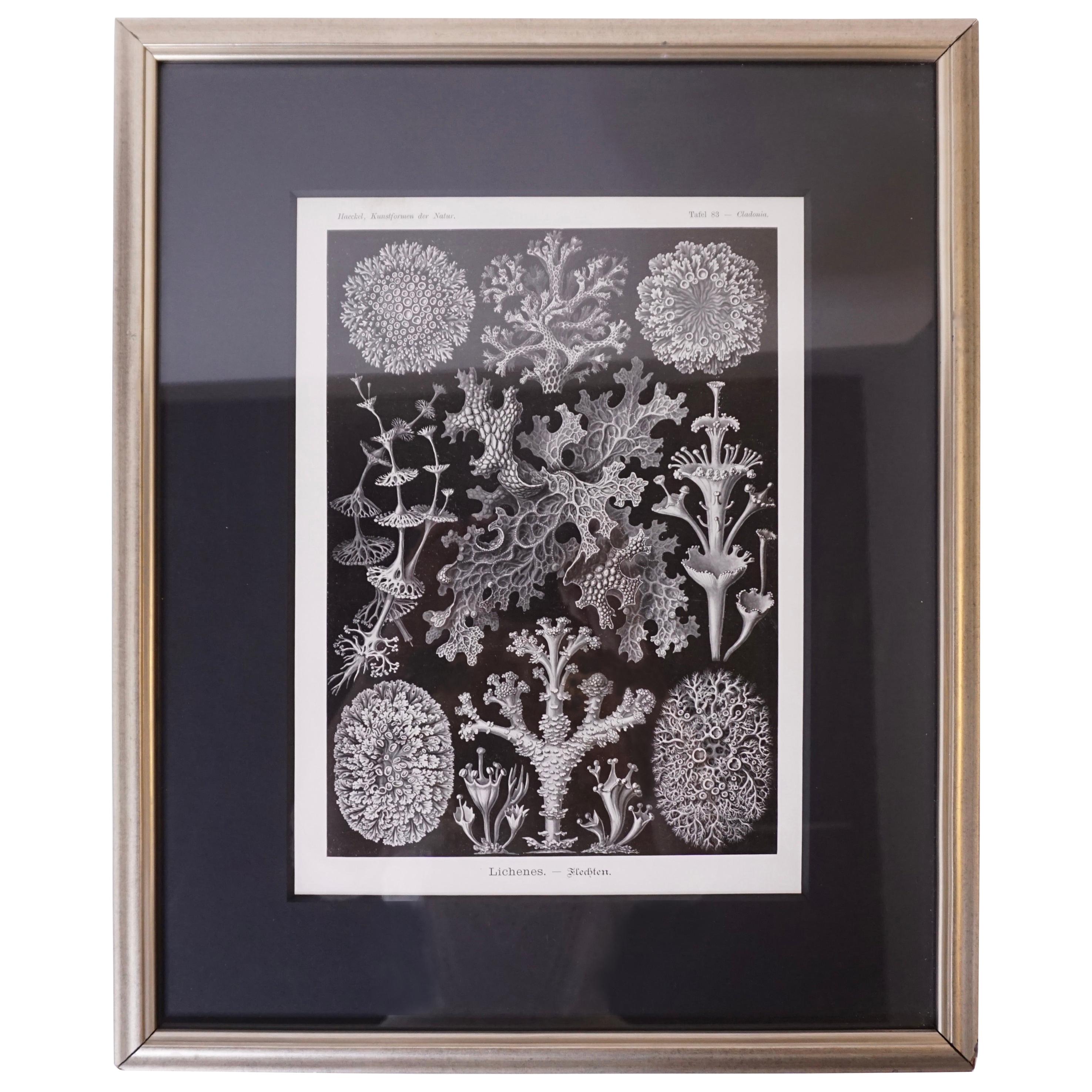 Set of Engravings by Ernst Haeckel For Sale at 1stDibs