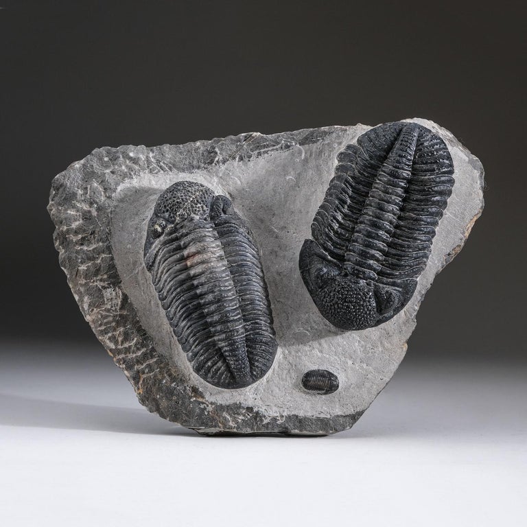 Asaphus intermedius Trilobite from Morocco For Sale at 1stDibs