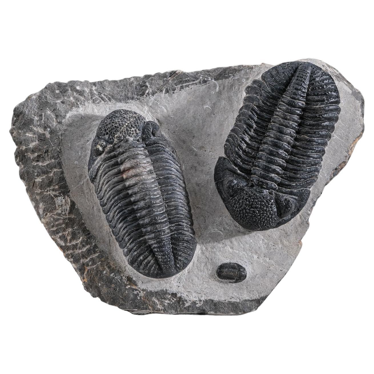 Fossil of Cambropallas Trilobite from Paleozoic Era of the Cambrian ...