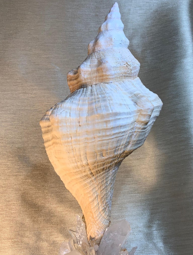 Atlantic Sea Shell and Crystal Quartz and Crystals Citrine Quartz For ...