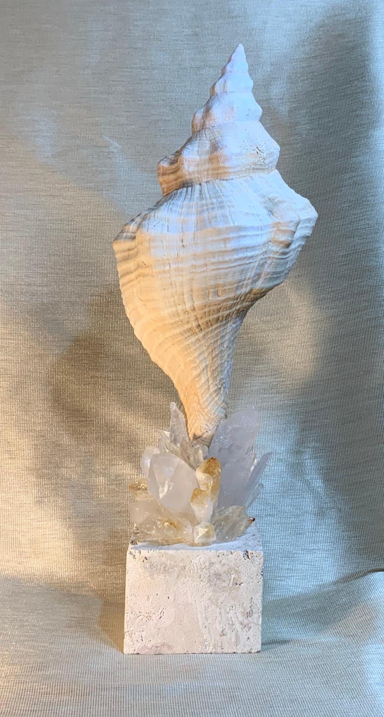 Atlantic Sea Shell and Crystal Quartz and Crystals Citrine Quartz For ...