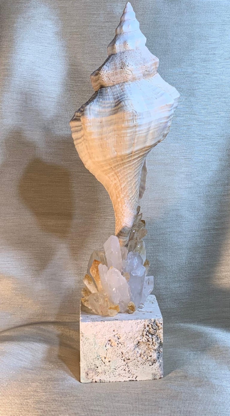 Atlantic Sea Shell and Crystal Quartz and Crystals Citrine Quartz For ...