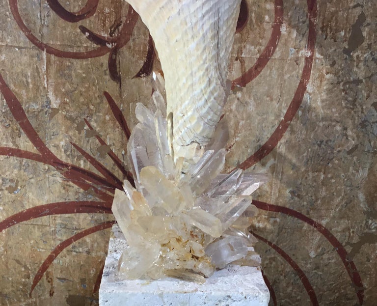 Atlantic Sea Shell and Crystal Quartz at 1stDibs