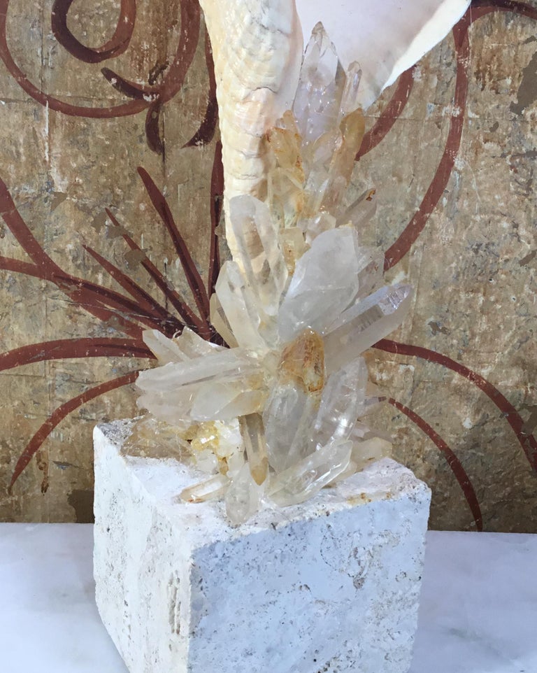 Atlantic Sea Shell and Crystal Quartz at 1stDibs