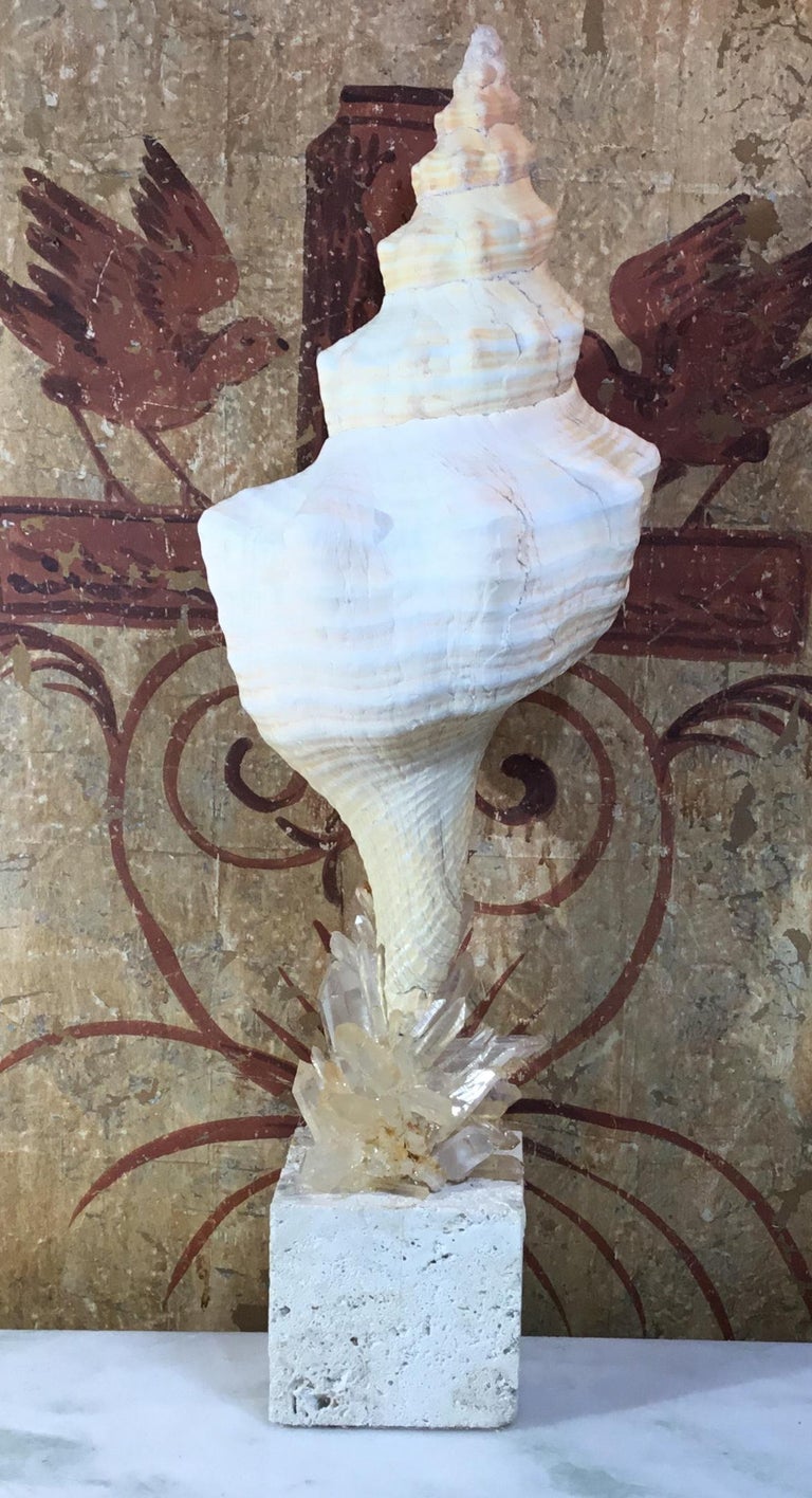 Atlantic Sea Shell and Crystal Quartz at 1stDibs