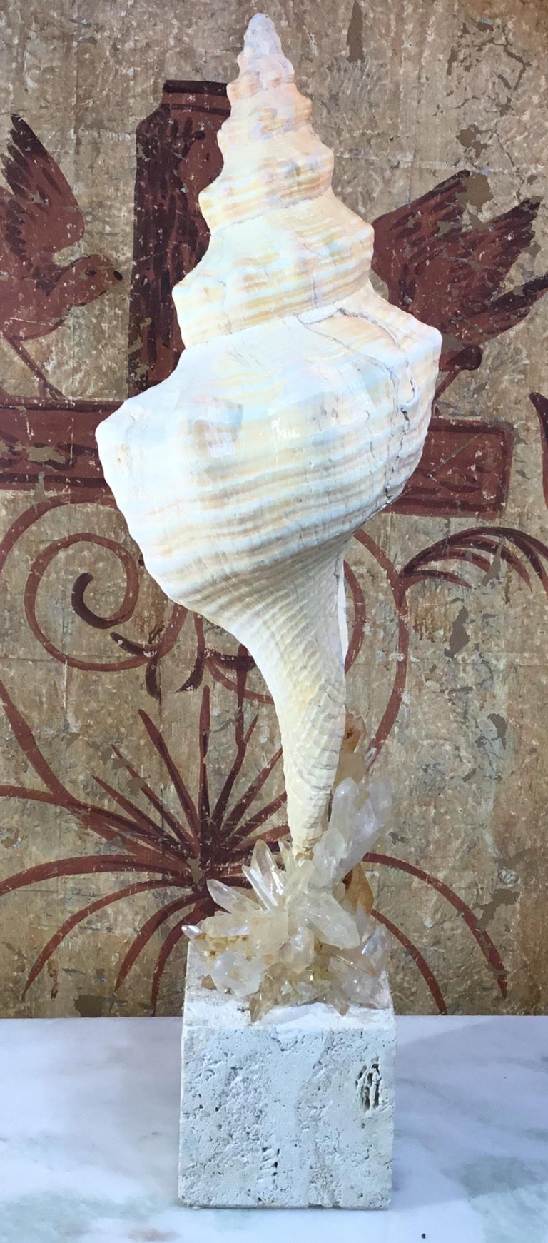 Atlantic Sea Shell and Crystal Quartz at 1stDibs