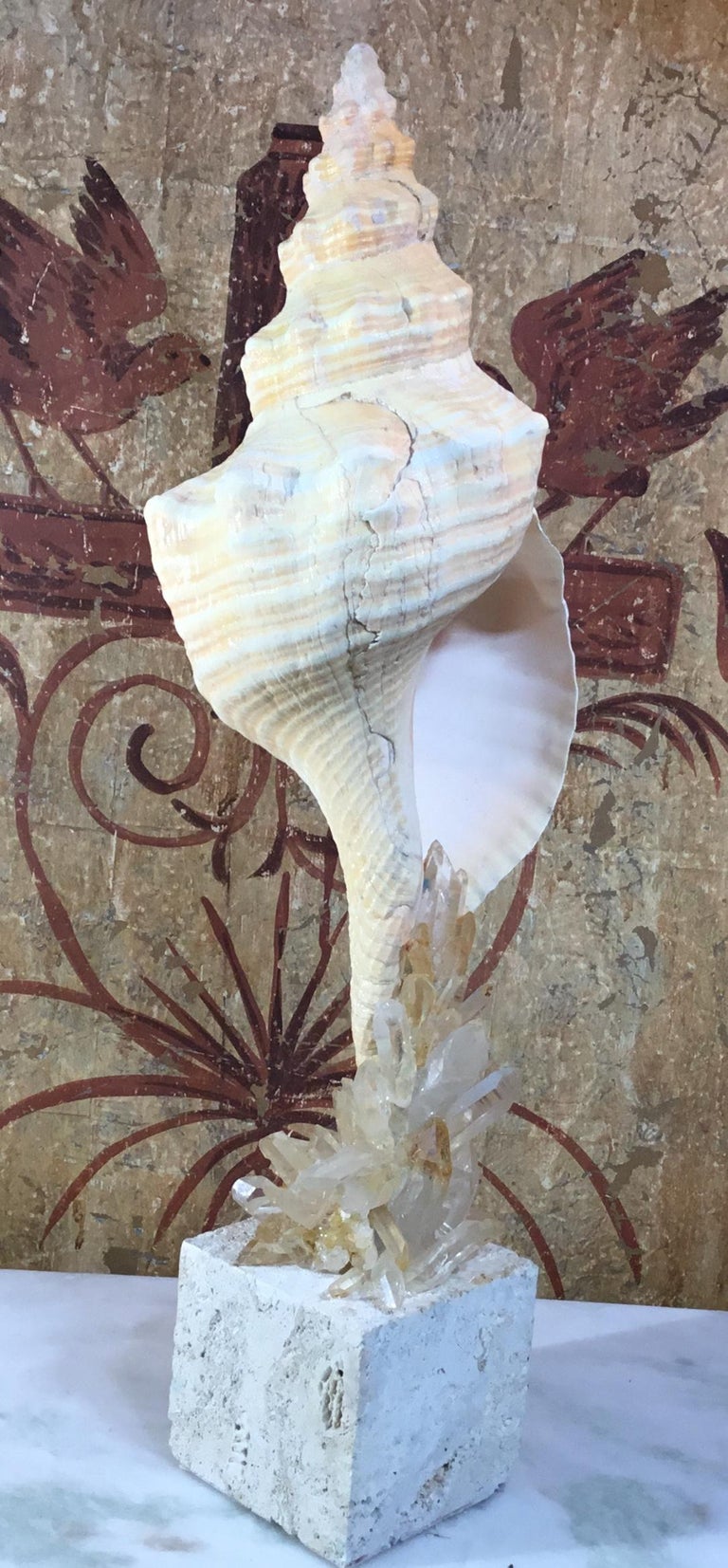 Atlantic Sea Shell and Crystal Quartz at 1stDibs