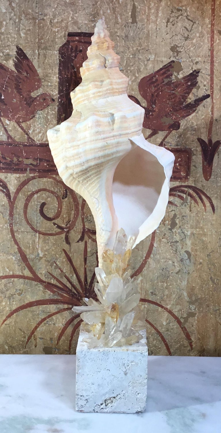 Atlantic Sea Shell and Crystal Quartz at 1stDibs