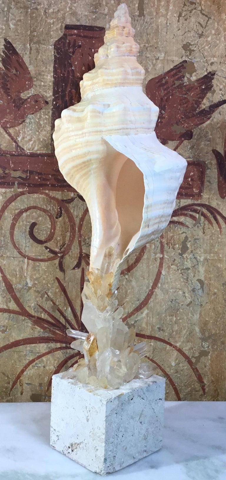 Atlantic Sea Shell and Crystal Quartz at 1stDibs