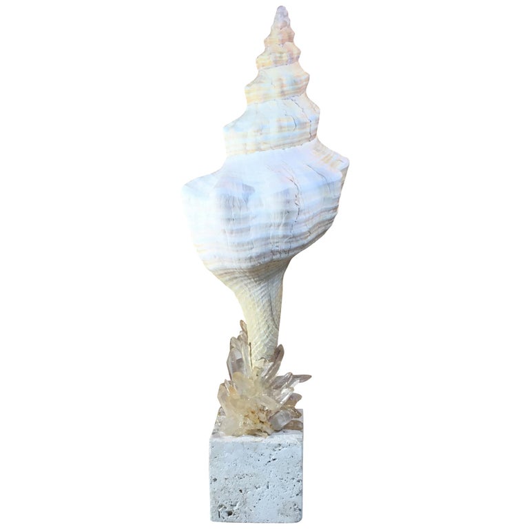 Atlantic Sea Shell and Crystal Quartz at 1stDibs