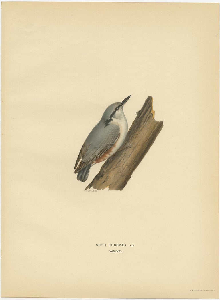 Attractive Antique Bird Print of the Eurasian Nuthatch, 1927 For Sale ...
