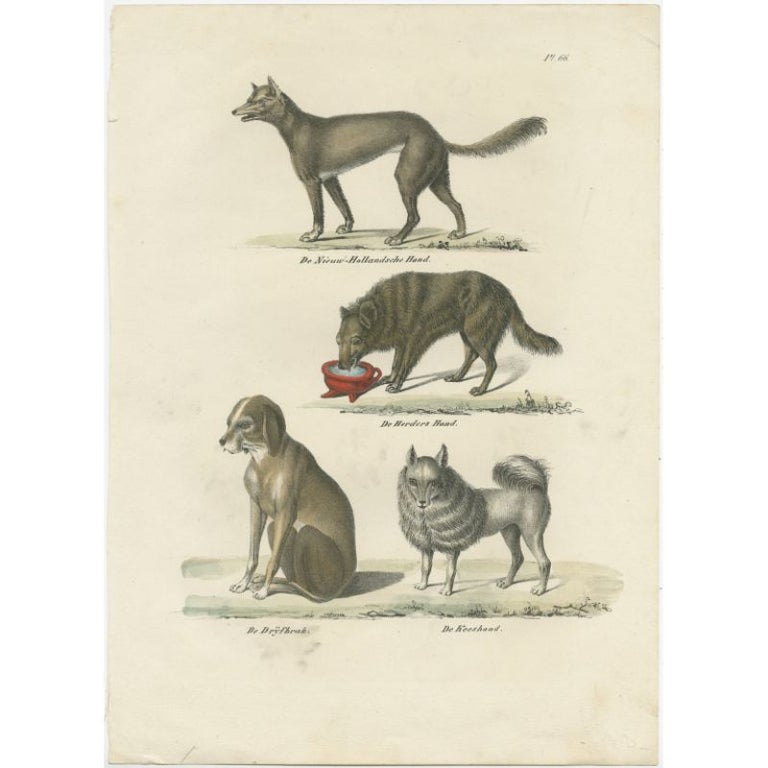 Attractive Antique Print of the Sheepdog and Other Dog Breeds, 1845 For ...