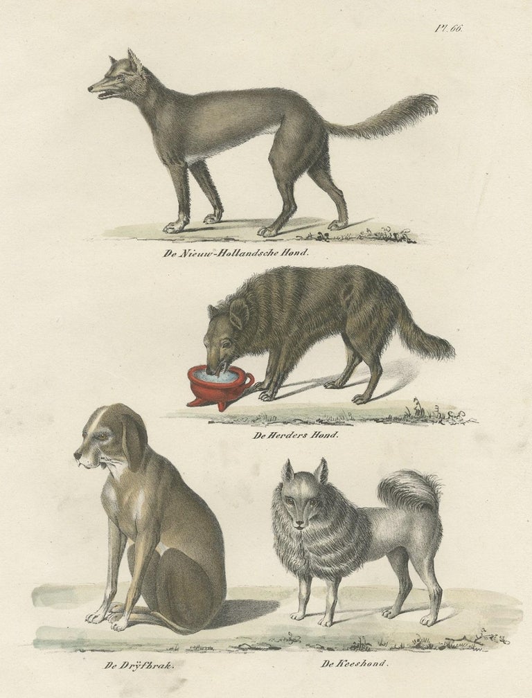 Attractive Antique Print of the Sheepdog and Other Dog Breeds, 1845 For ...