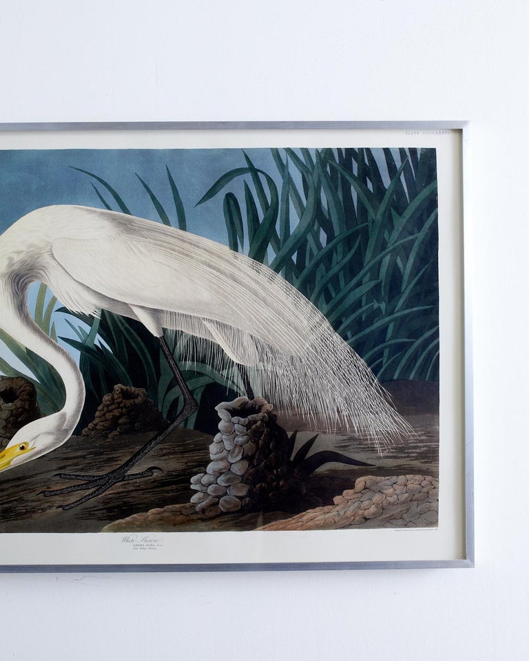 Audubon White Heron Plate #386 Havell at 1stDibs